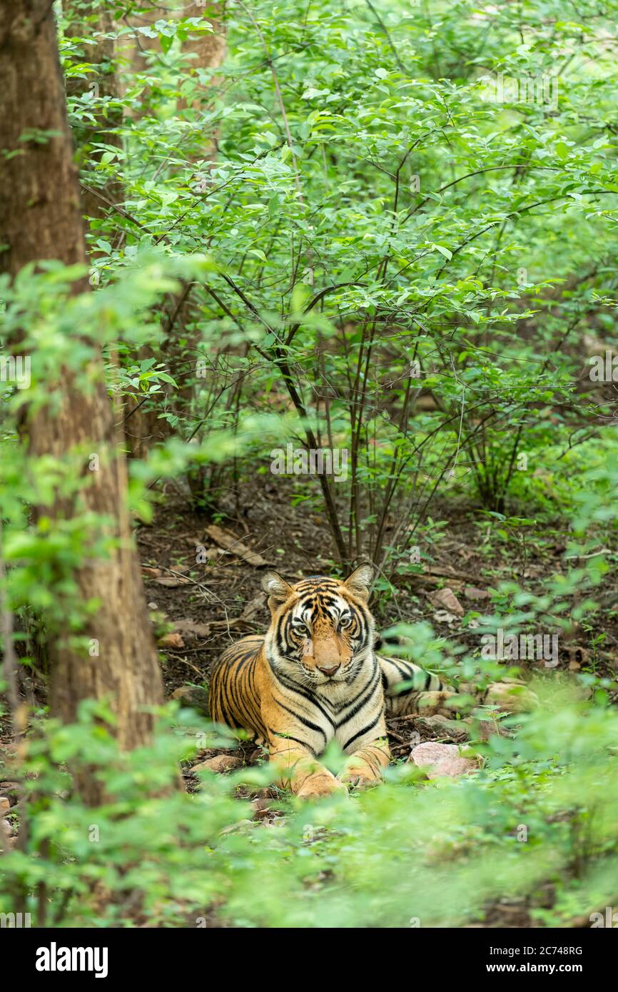 wild tiger on a rainy day in natural green forest during monsoon season ...