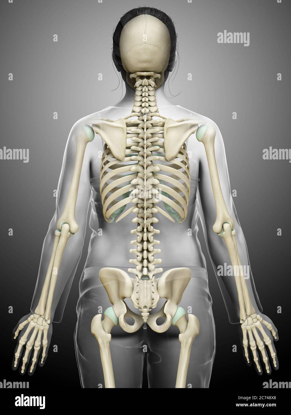 3d rendered, medically accurate illustration of a female skeleton ...