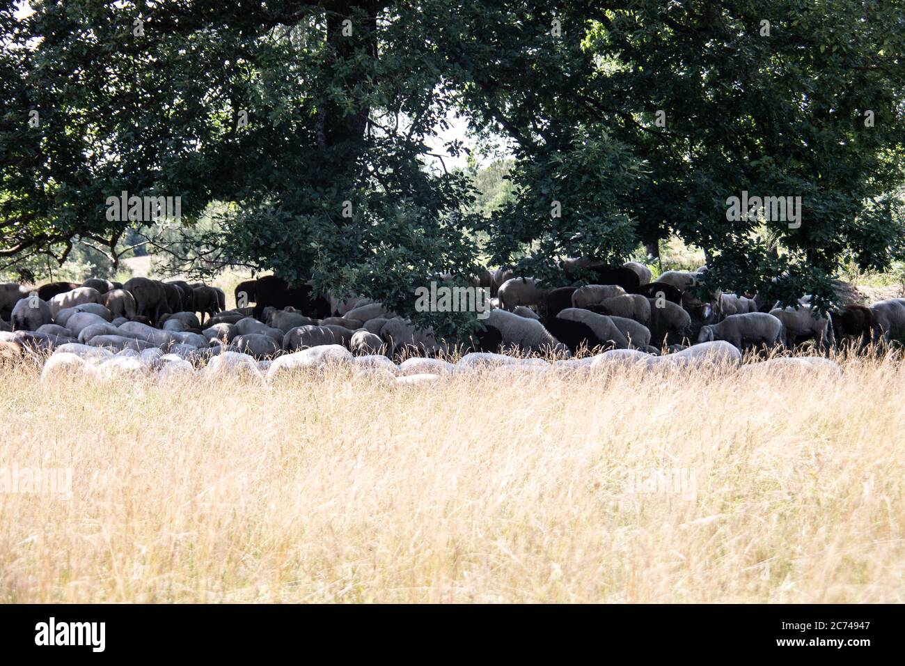 Sheep sleeping under tree hi-res stock photography and images - Alamy
