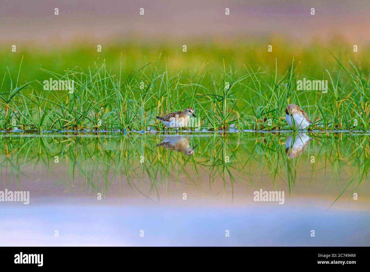 Green nature and water birds. Green nature background. Common water ...