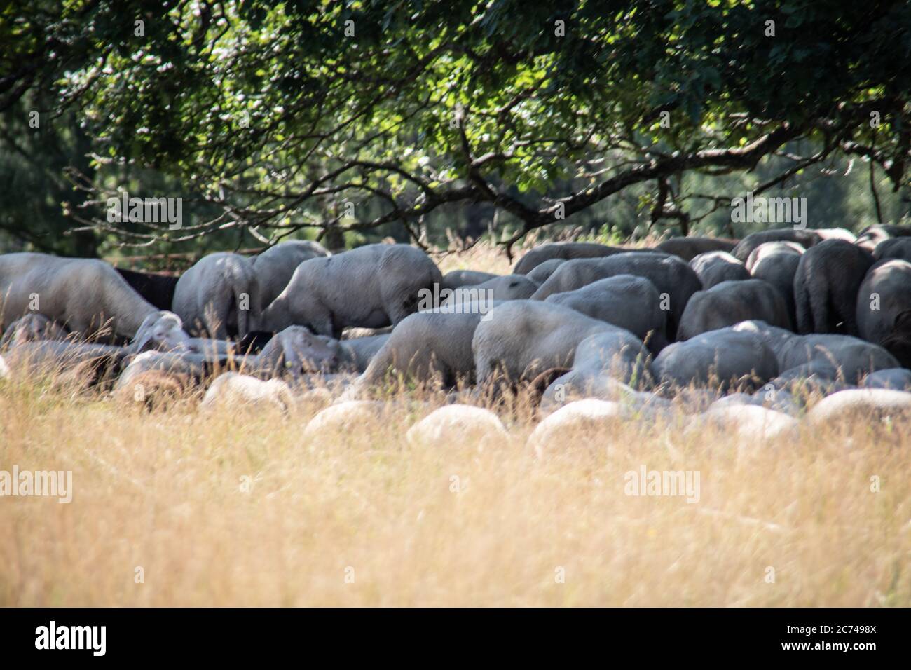 Sheep sleeping under tree hi-res stock photography and images - Alamy