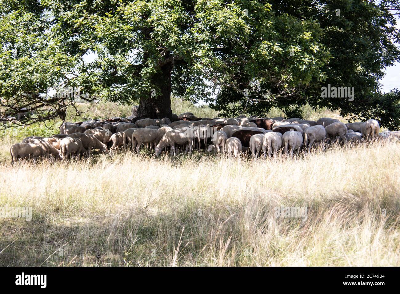 In the midday heat, sheep crowd in the shade under trees Stock Photo ...