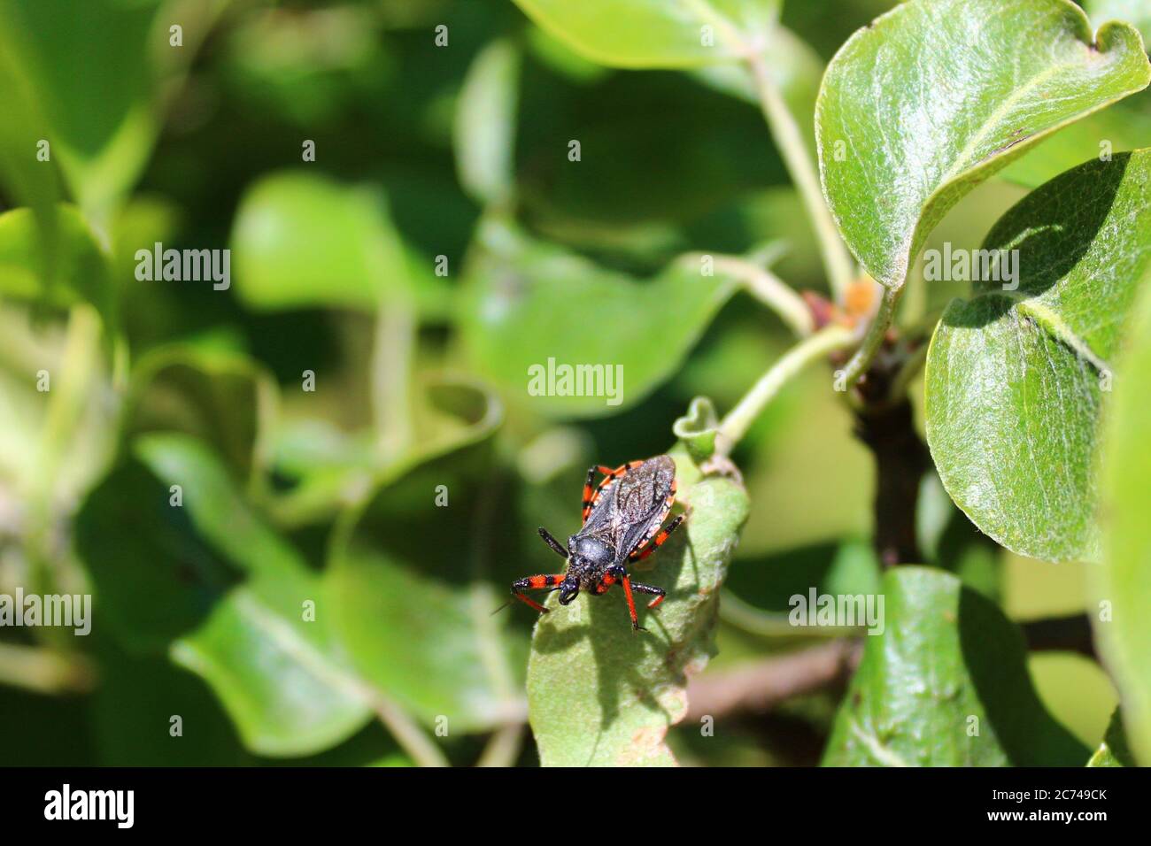 The picture shows a little bug in the garden Stock Photo - Alamy