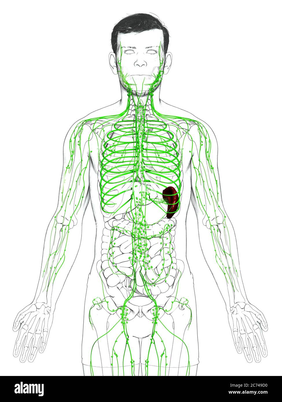 3d rendered medically accurate illustration of a male lymphatic system ...