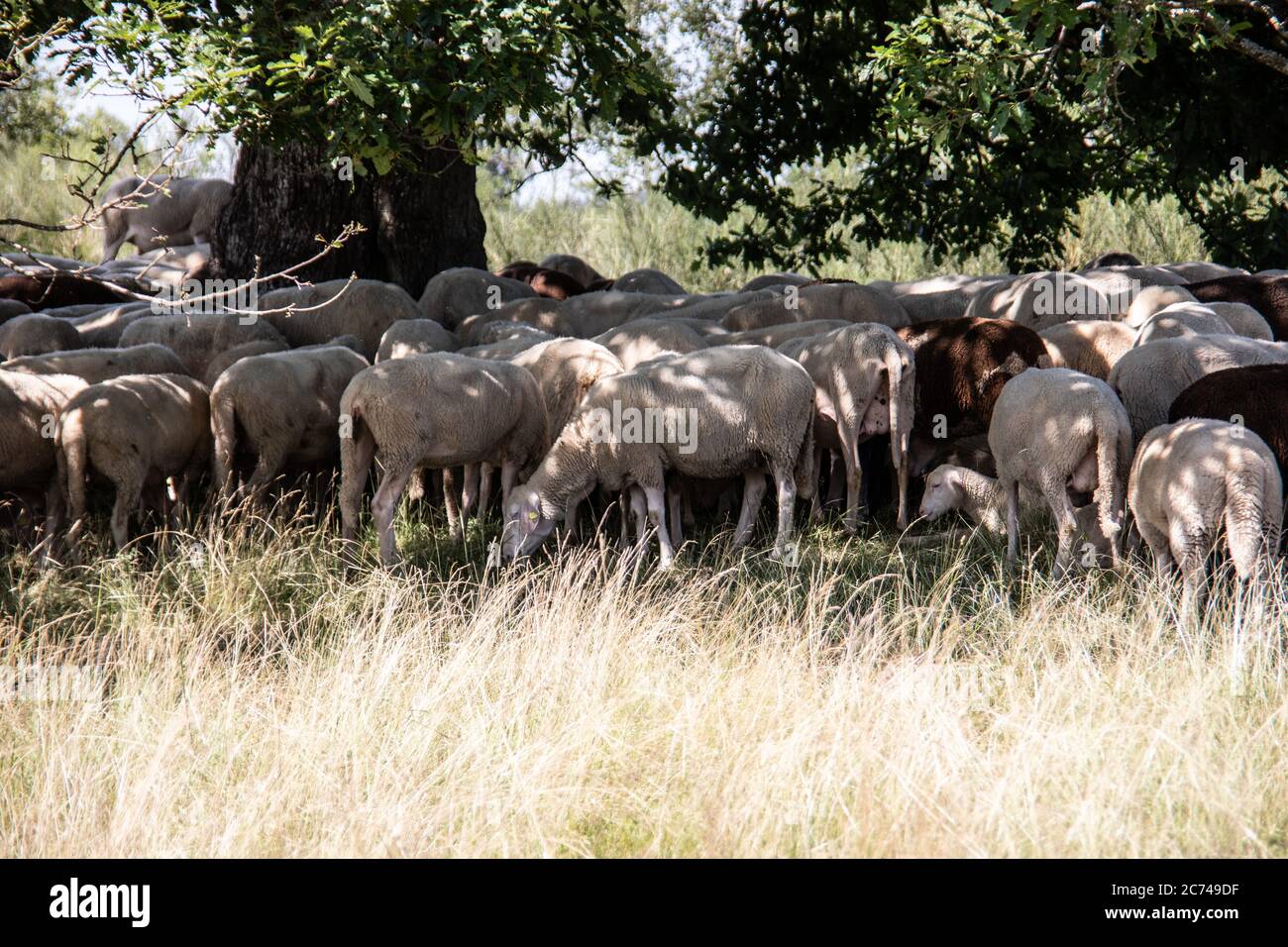 Sheep sleeping under tree hi-res stock photography and images - Alamy