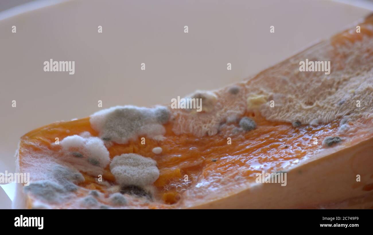 Macro view of moldy food Stock Photo - Alamy