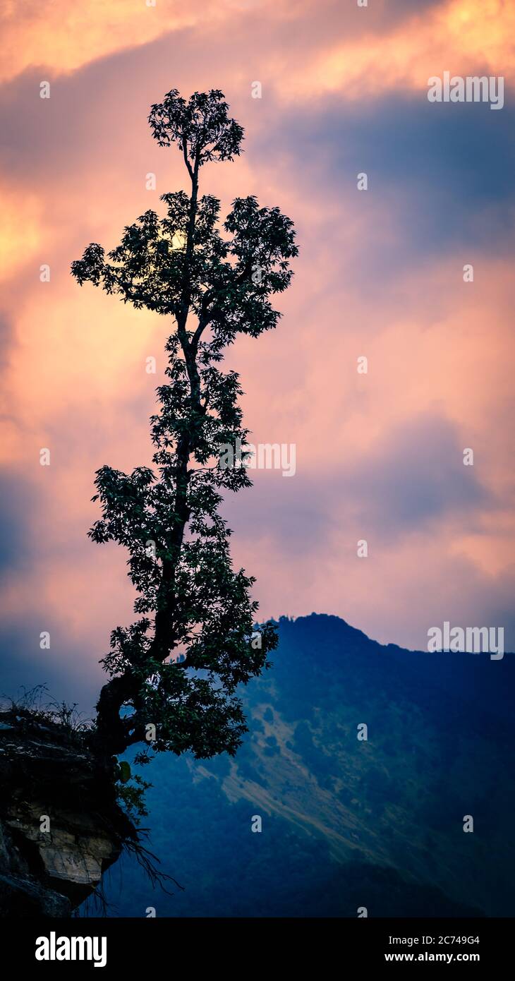 Tall tree silhouette hi-res stock photography and images - Alamy