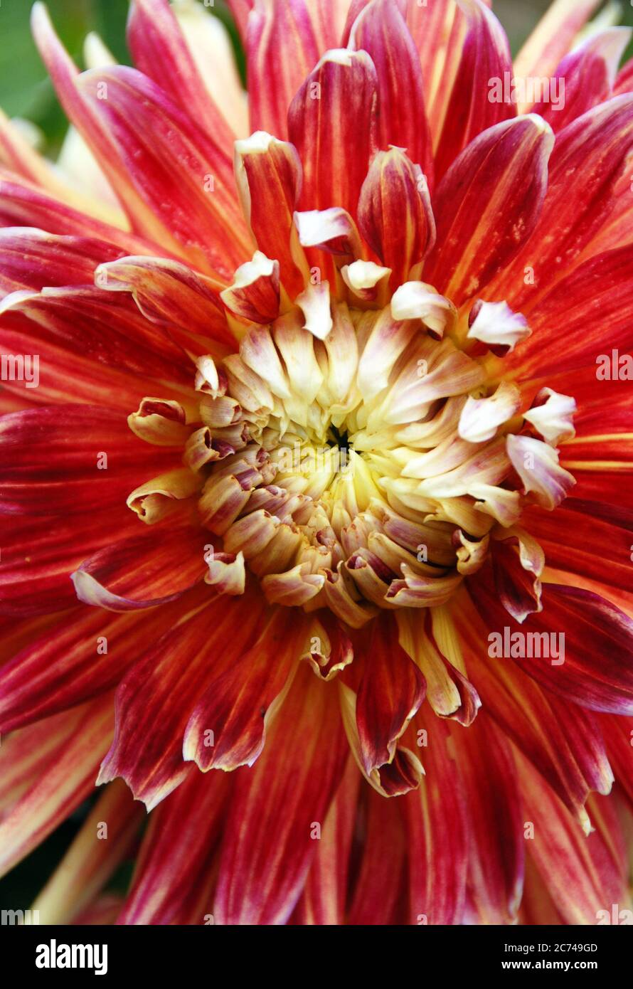 Red and cream cactus dahlia in Hackthorn Hall walled garden Stock Photo ...