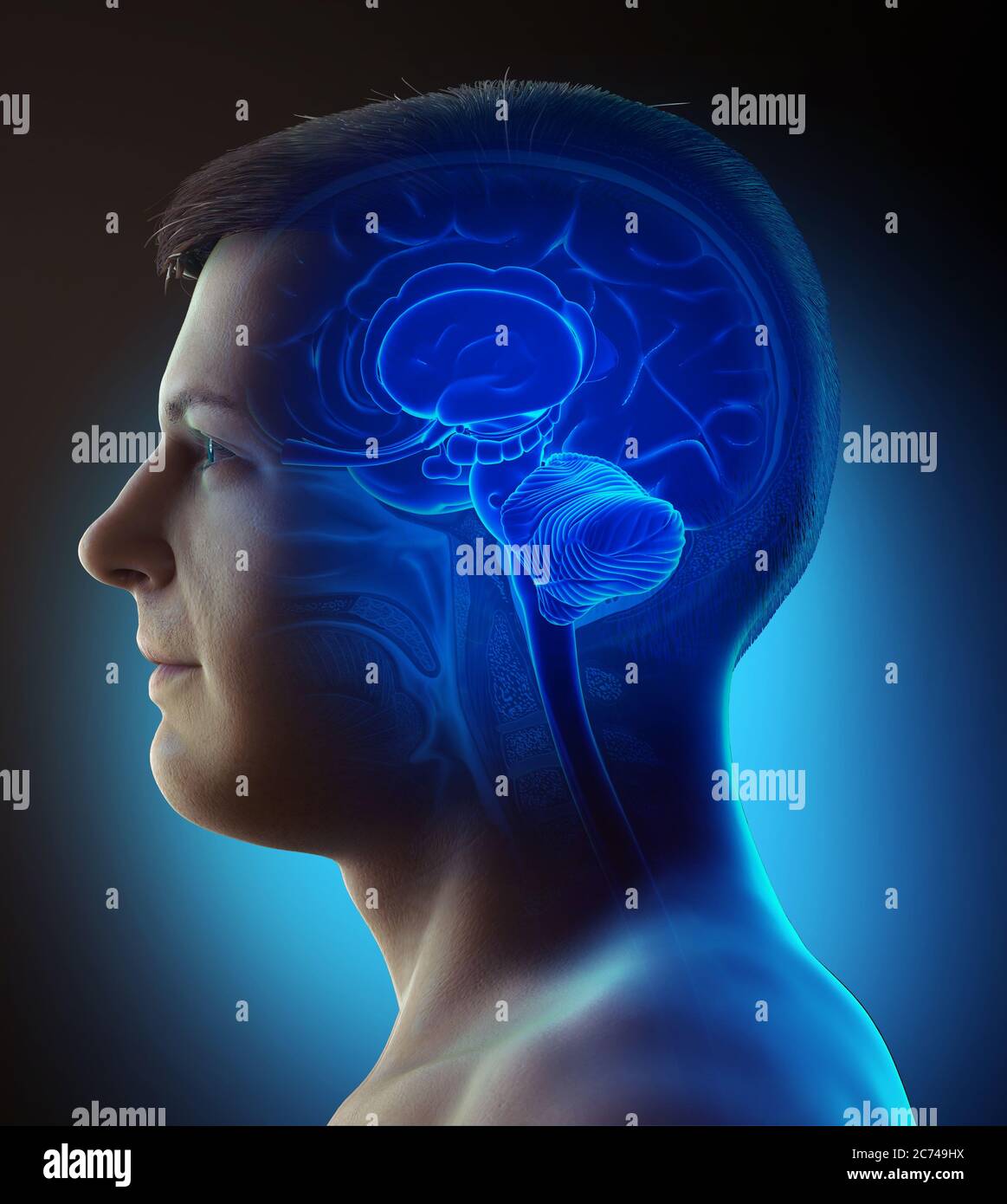 3d rendered medically accurate illustration of a male brain anatomy ...