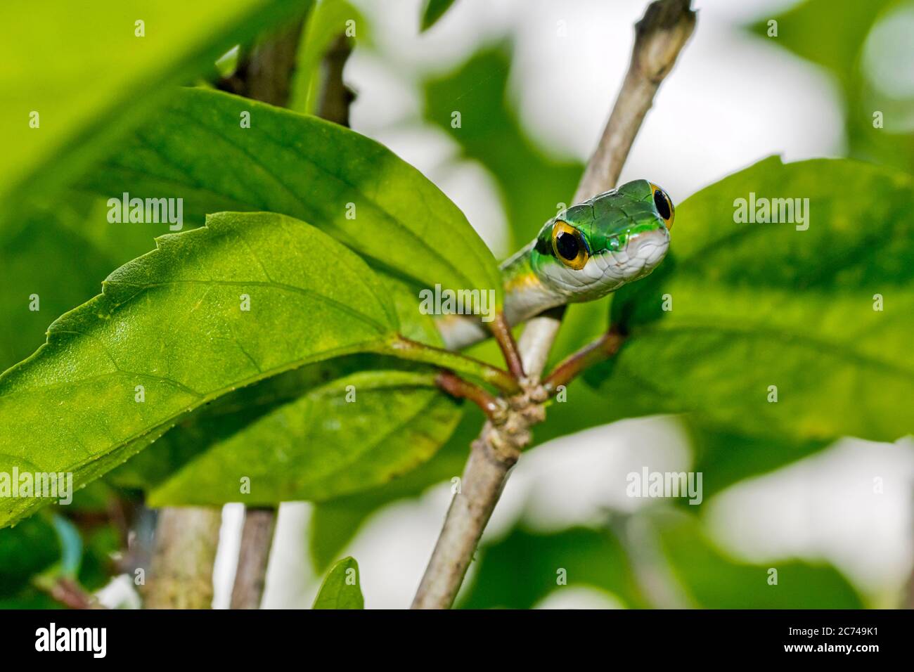 Satiny Parrot Snake, Leptophis depressirostris, Tropical Rainforest ...