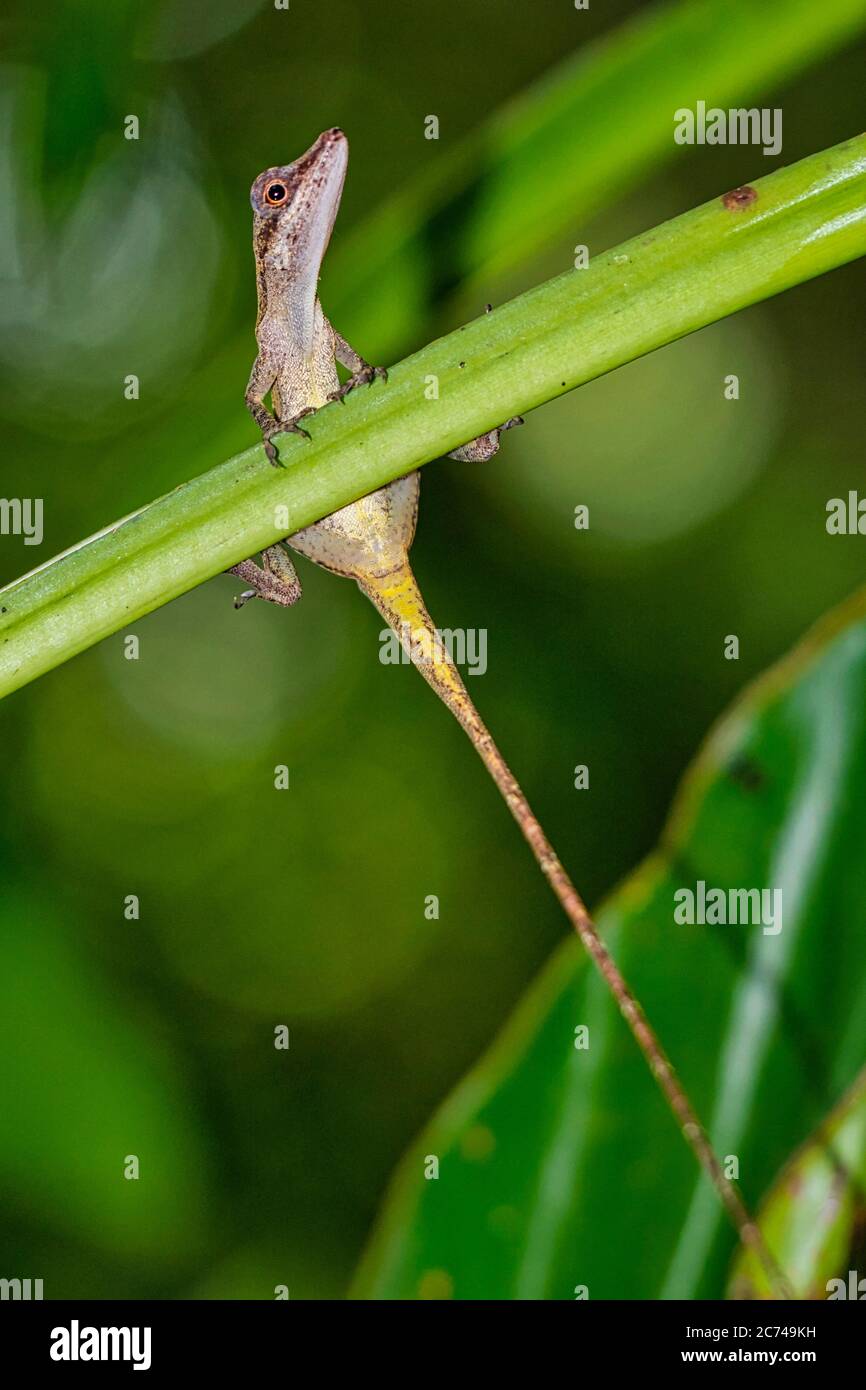 Anolis, Anole Lizard, Tropical Rainforest, Marino Ballena National Park ...