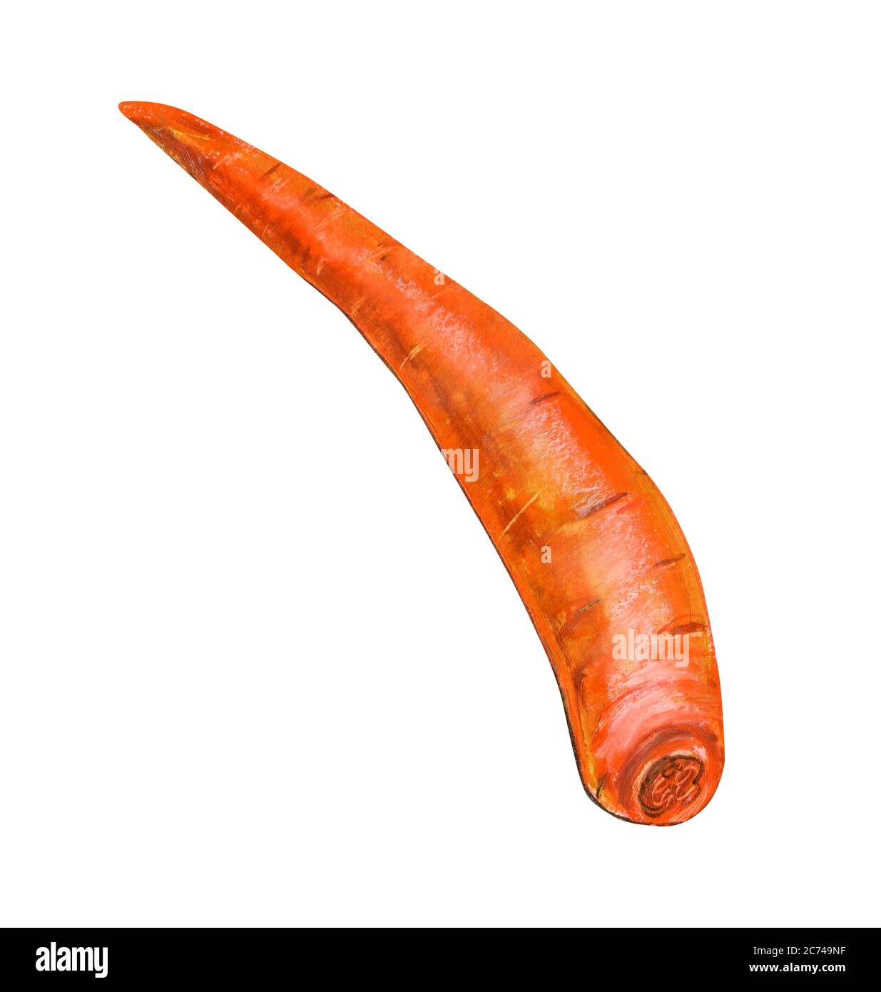 Carrot without leaves isolated on a white background. Food illustration ...