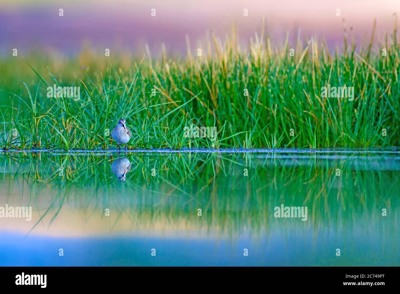 Green nature and water birds. Green nature background. Common water ...