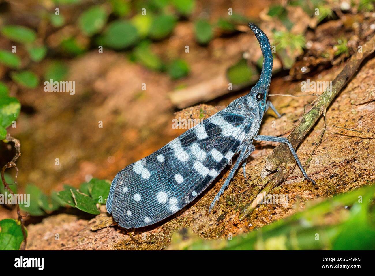 Lantern Bug, Planthopper, Hemipteran, Pyrops maculatus, Sinharaja ...
