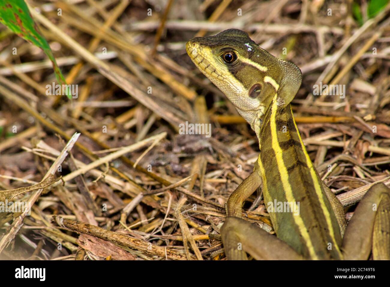 Common Basilisk, Jesus Christ Lizard, Basiliscus basiliscus, Tropical ...