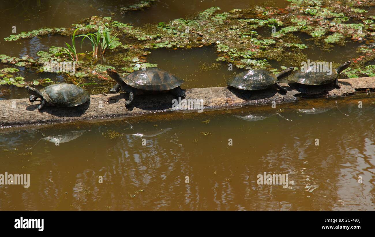Yellow-spotted river turtles near Puerto Narino at Amazonas river in ...