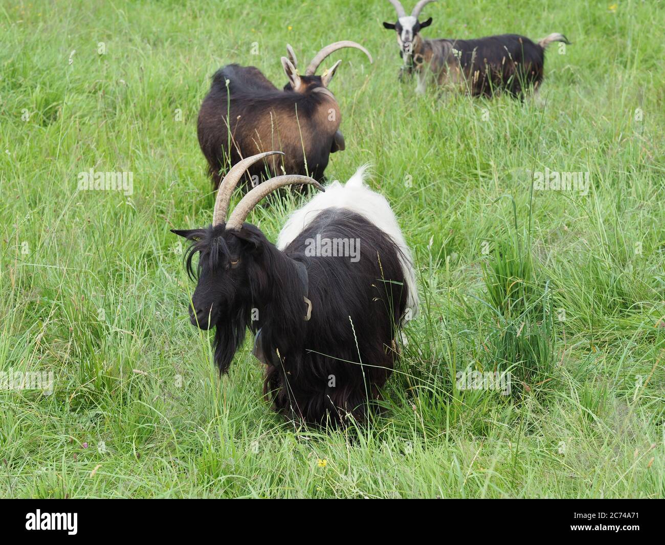 Goat with horn hi-res stock photography and images - Alamy