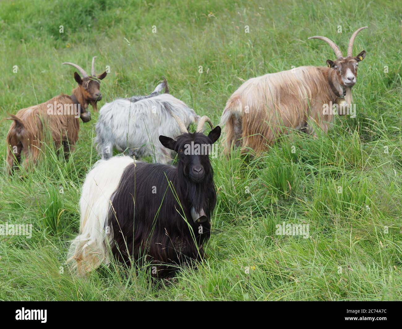 Long horn animals hi-res stock photography and images - Alamy