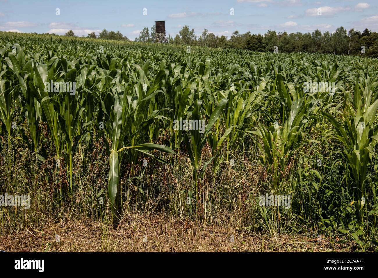 Summery land scene hi-res stock photography and images - Alamy