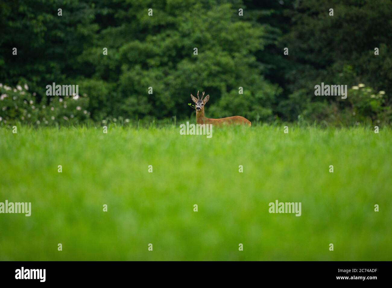 Bambi woods hi-res stock photography and images - Alamy