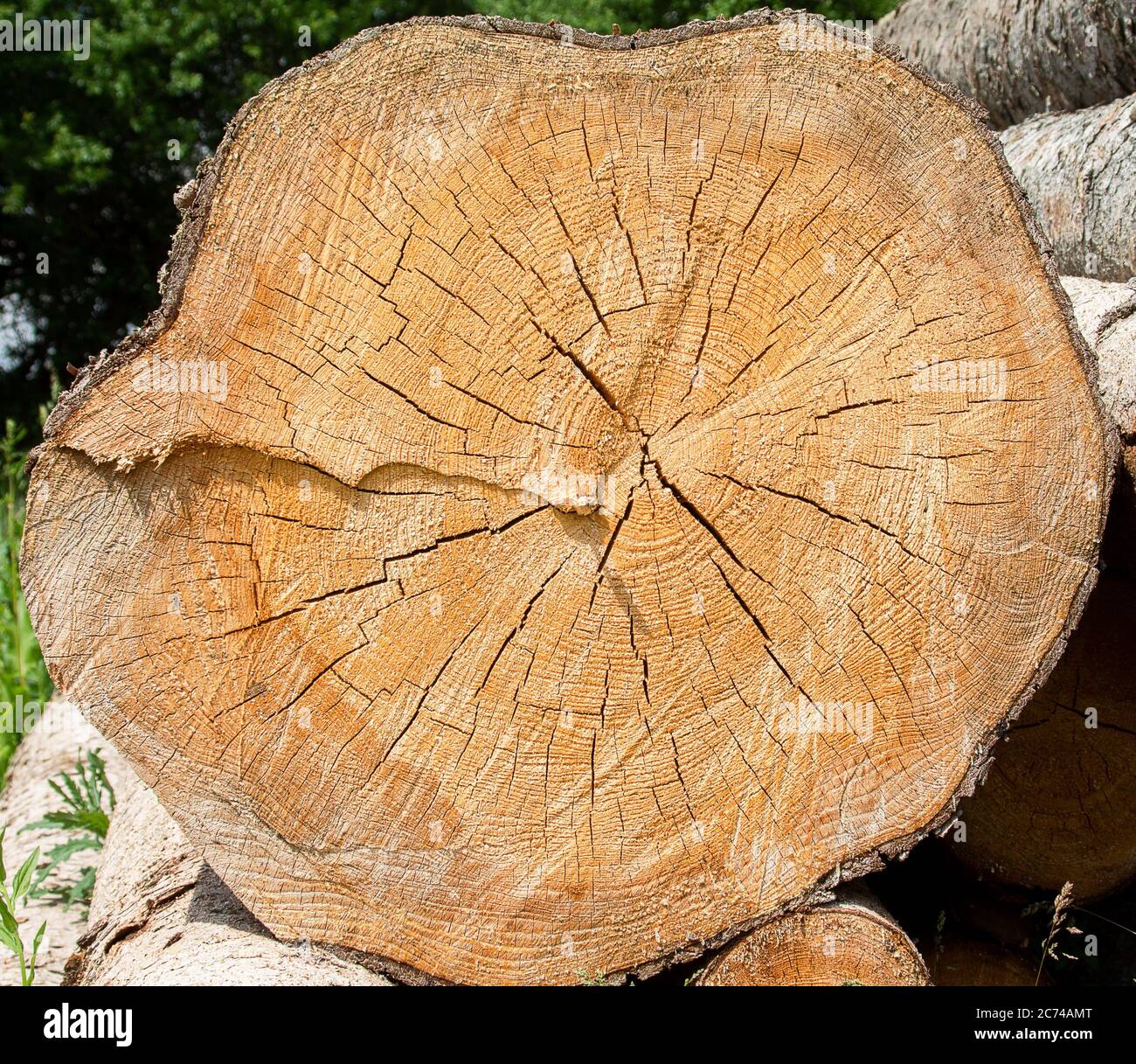 Cross section tree vector hi-res stock photography and images - Alamy