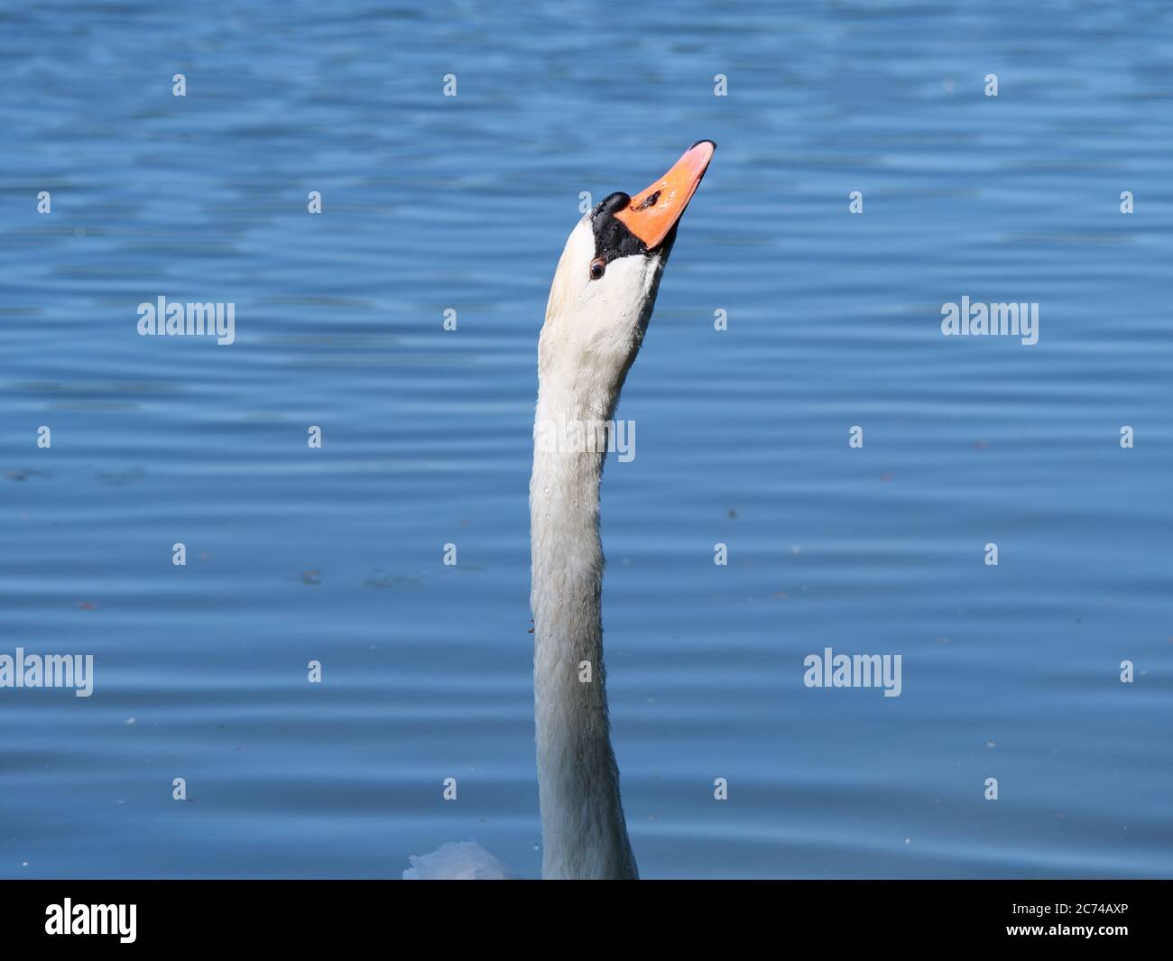Neck stretching hi-res stock photography and images - Alamy