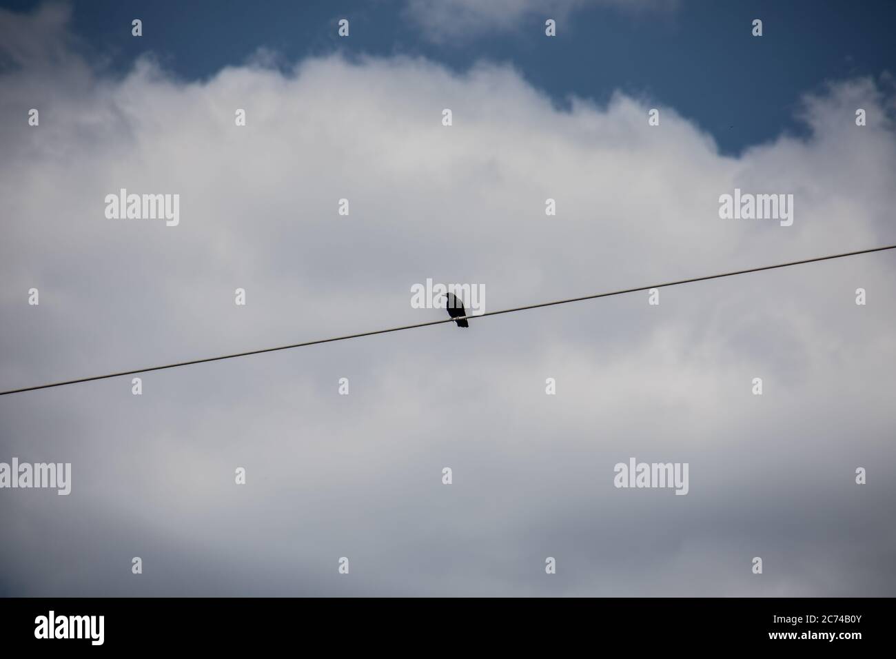 a single raven sits on a power line at height under a blue sky Stock ...