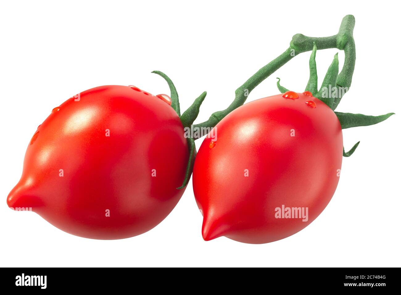 Piennolo del Vesuvio cherry tomatoes on the vine, an Italian heirlooms ...