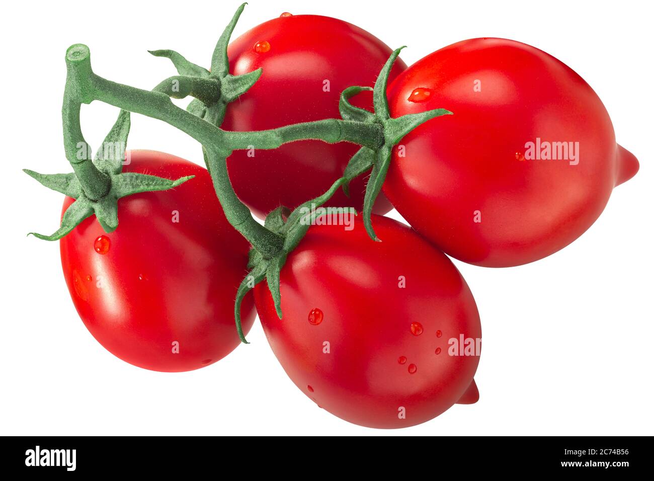 Piennolo del Vesuvio cherry tomatoes on the vine, an Italian heirlooms ...