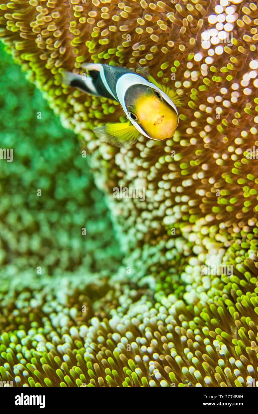 Panda Clownfish, Amphiprion polymnus, Lembeh, North Sulawesi, Indonesia ...