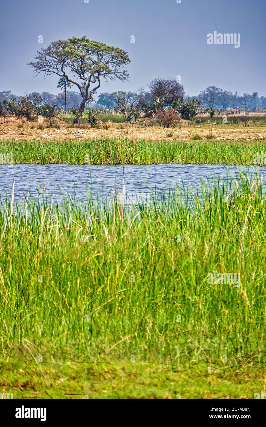 Wetlands Landscape, Okavango Delta, Botswana, Africa Stock Photo - Alamy