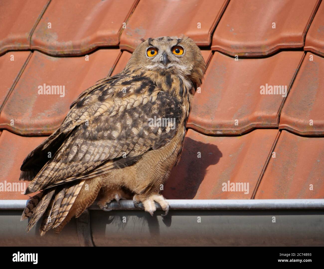 Owl in the rain hi-res stock photography and images - Alamy