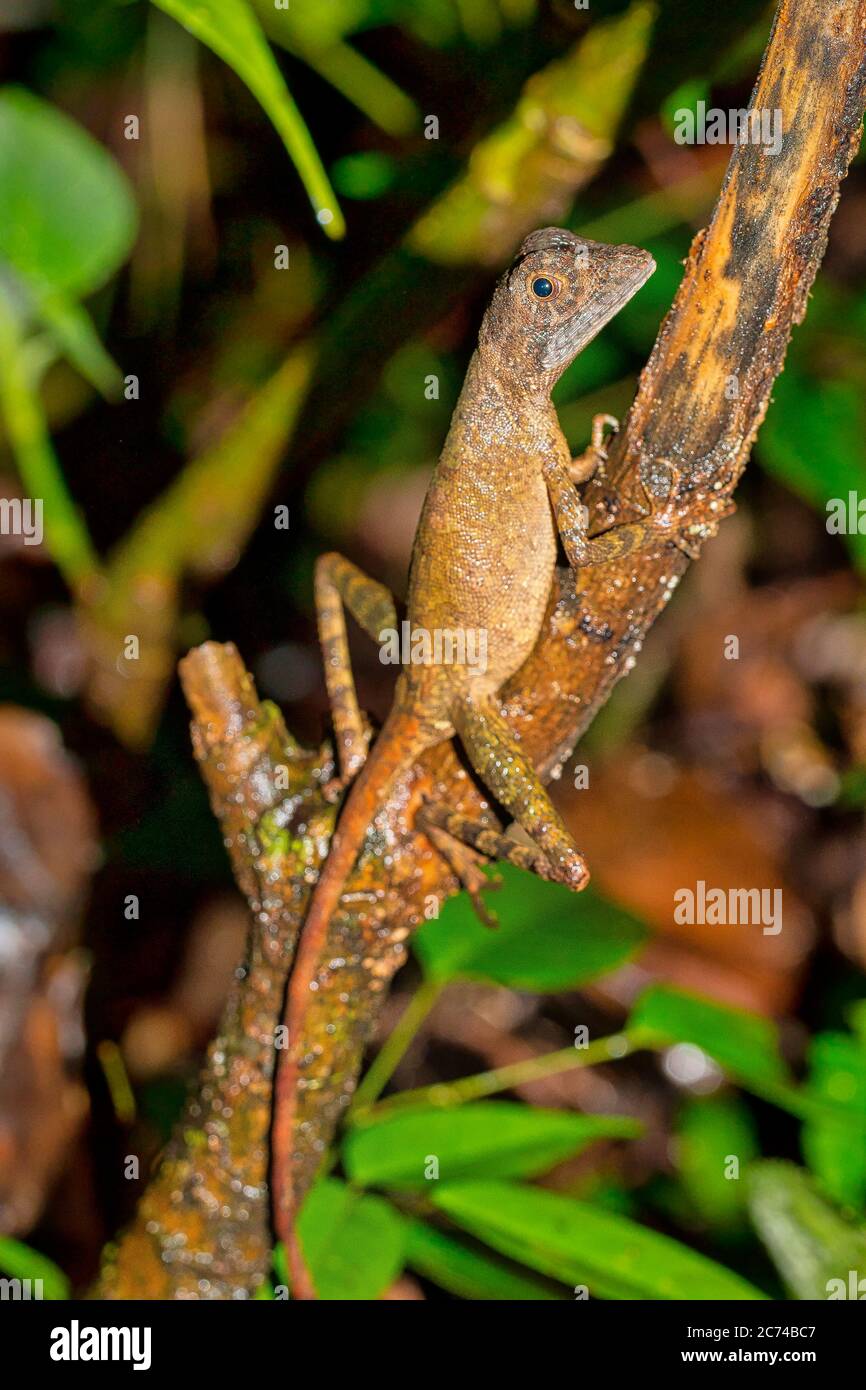SriLankan Kangaroo Lizard, Otocryptis wiegmanni, Sinharaja National ...