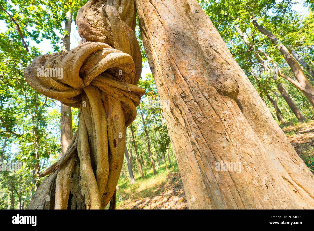 Sal forest hi-res stock photography and images - Alamy