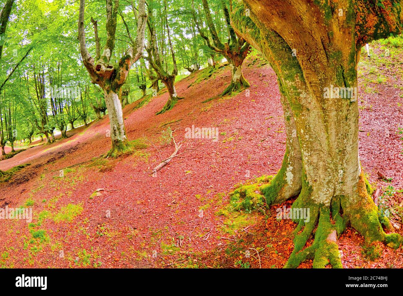 Otzarreta Beech Forest, Gorbeia Natural Park, Bizkaia, Basque Country ...