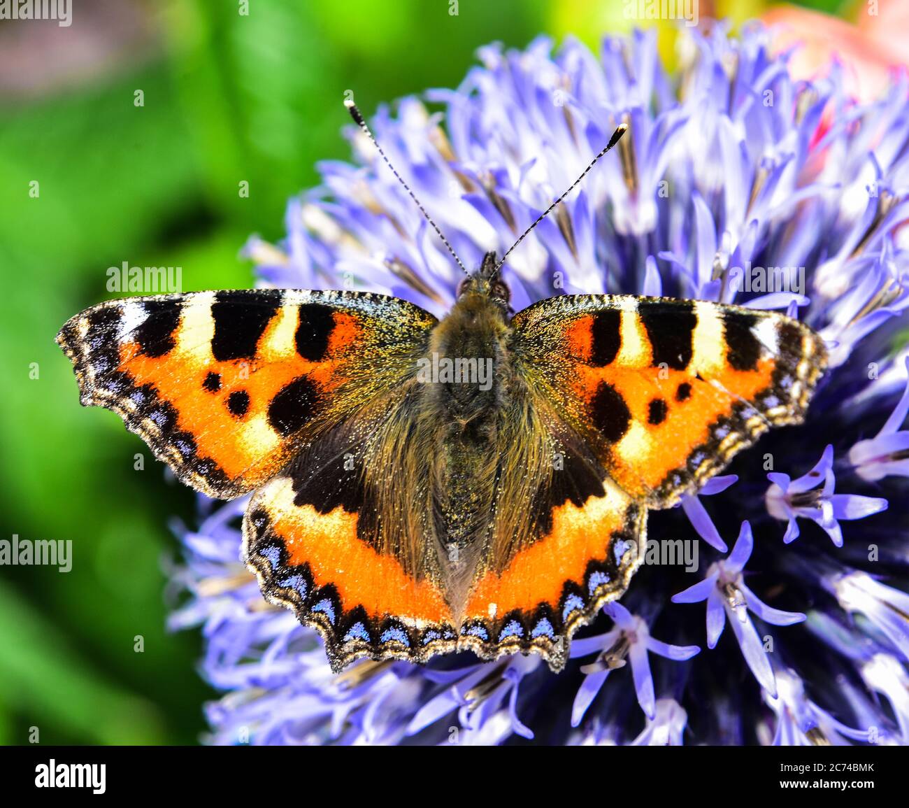 Small tortoiseshell butterfly close up hi-res stock photography and ...