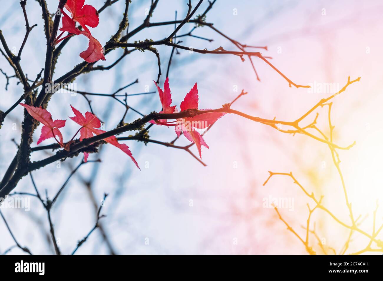 Branches of the tree with few red autumn leaves against blue sky. End ...