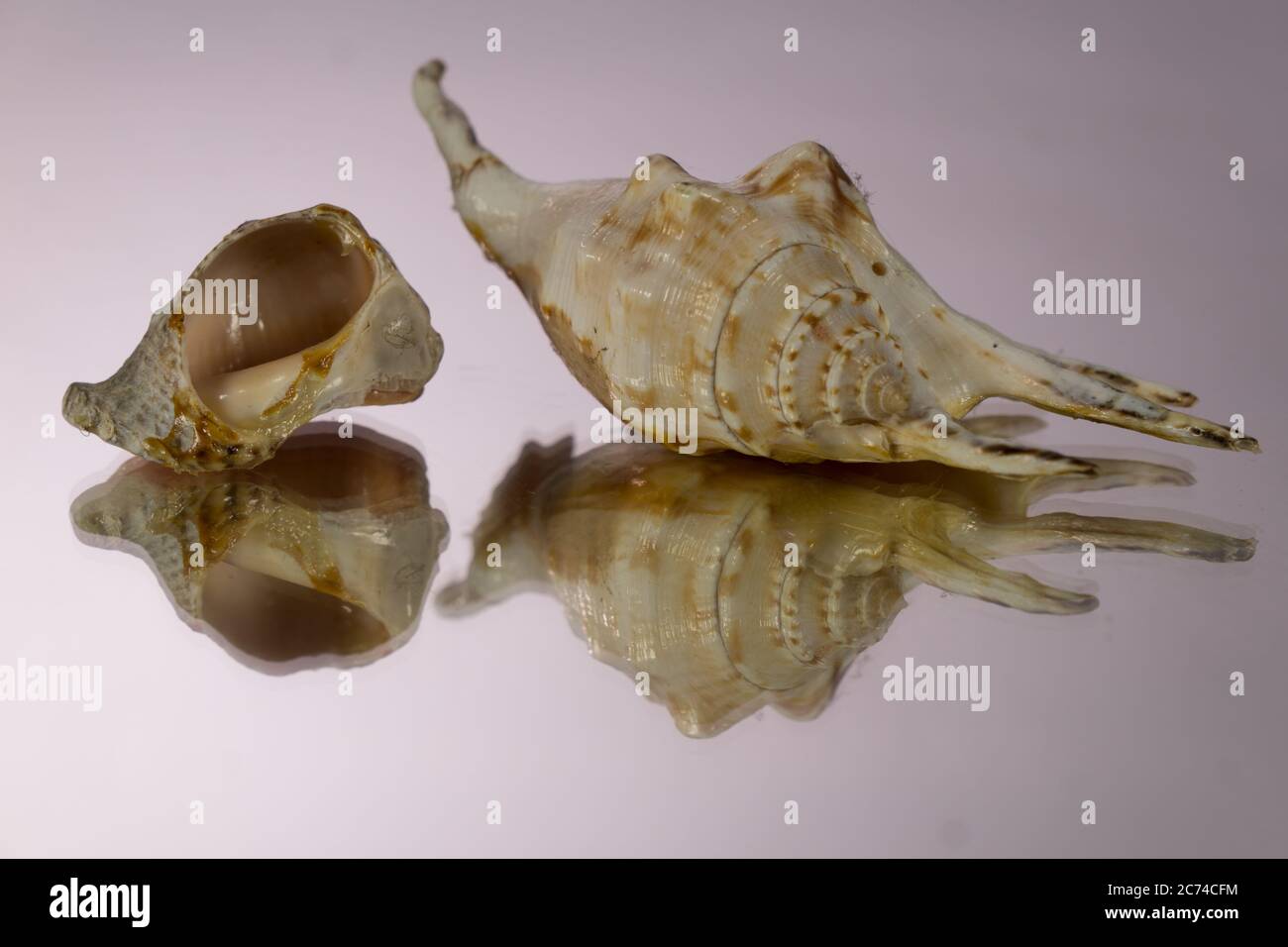 Broken snail shell hi-res stock photography and images - Alamy