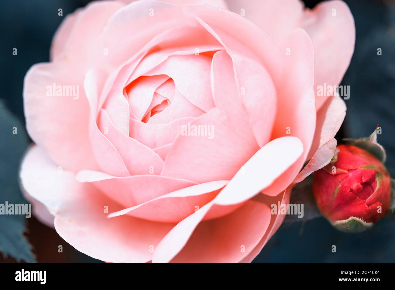 Tinted fragrance hi-res stock photography and images - Alamy