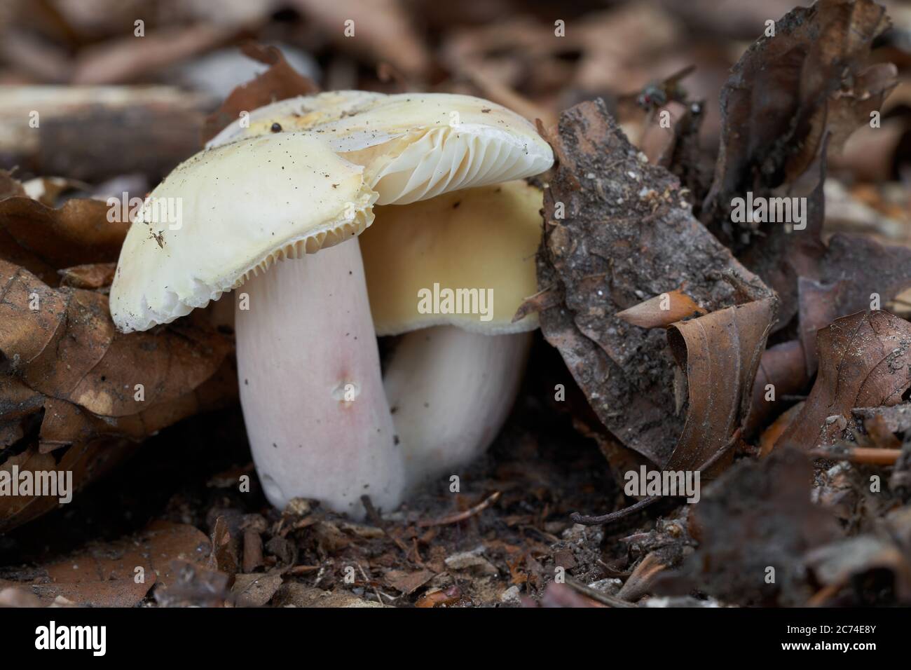 Velvet brittlegill russula violeipes hi-res stock photography and ...