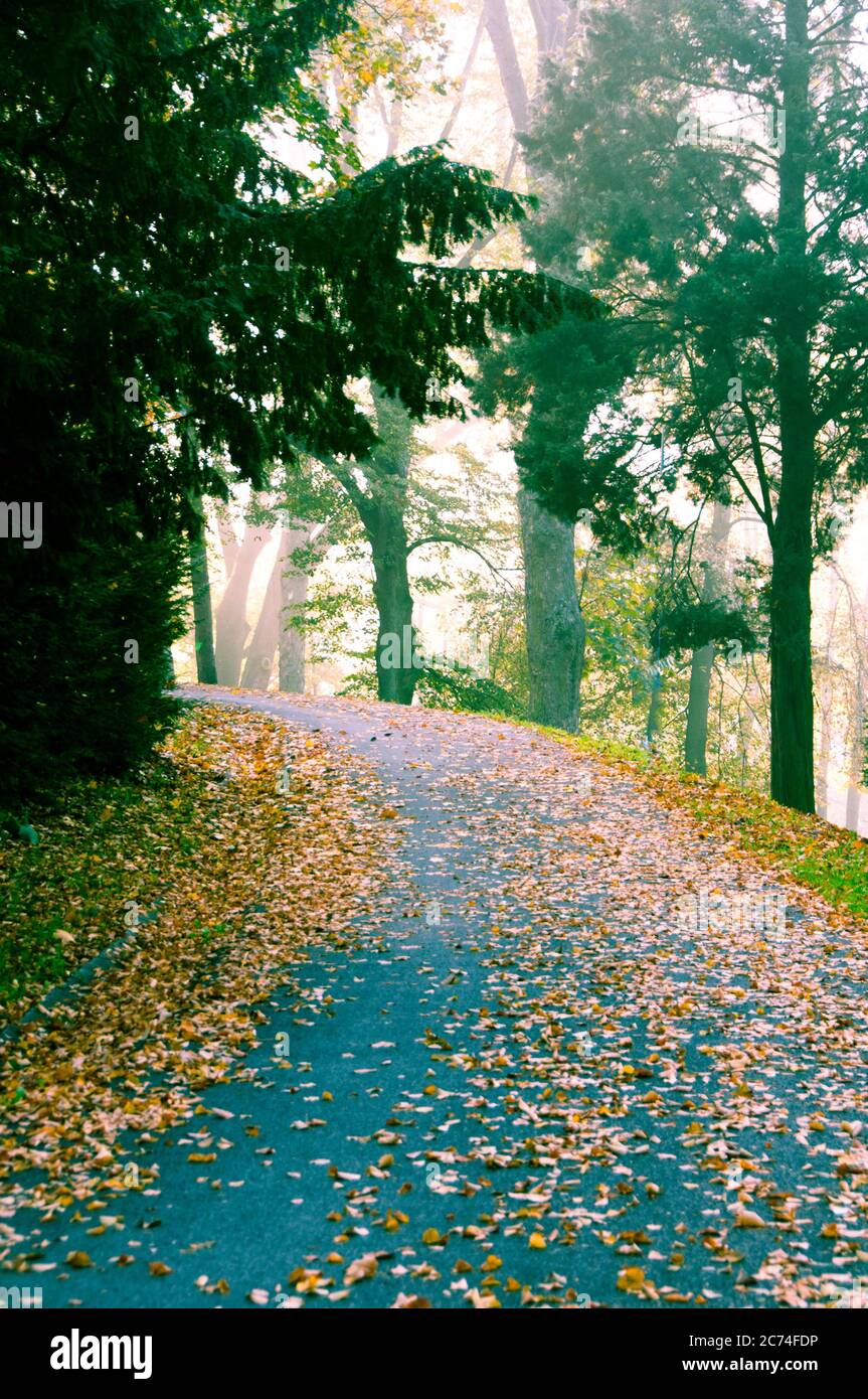road in nature flanked by trees with autumn colors Stock Photo - Alamy