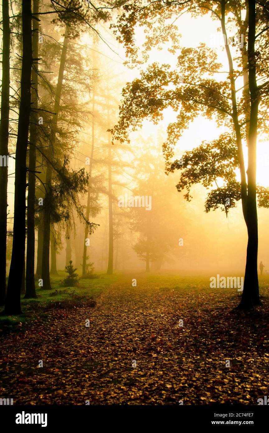 mystical ethereal forest landscape Stock Photo - Alamy