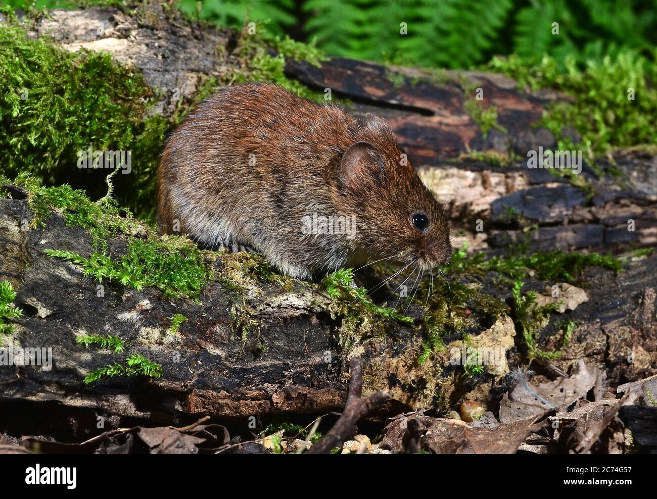 Voles clethrionomys glareplus hi-res stock photography and images - Alamy