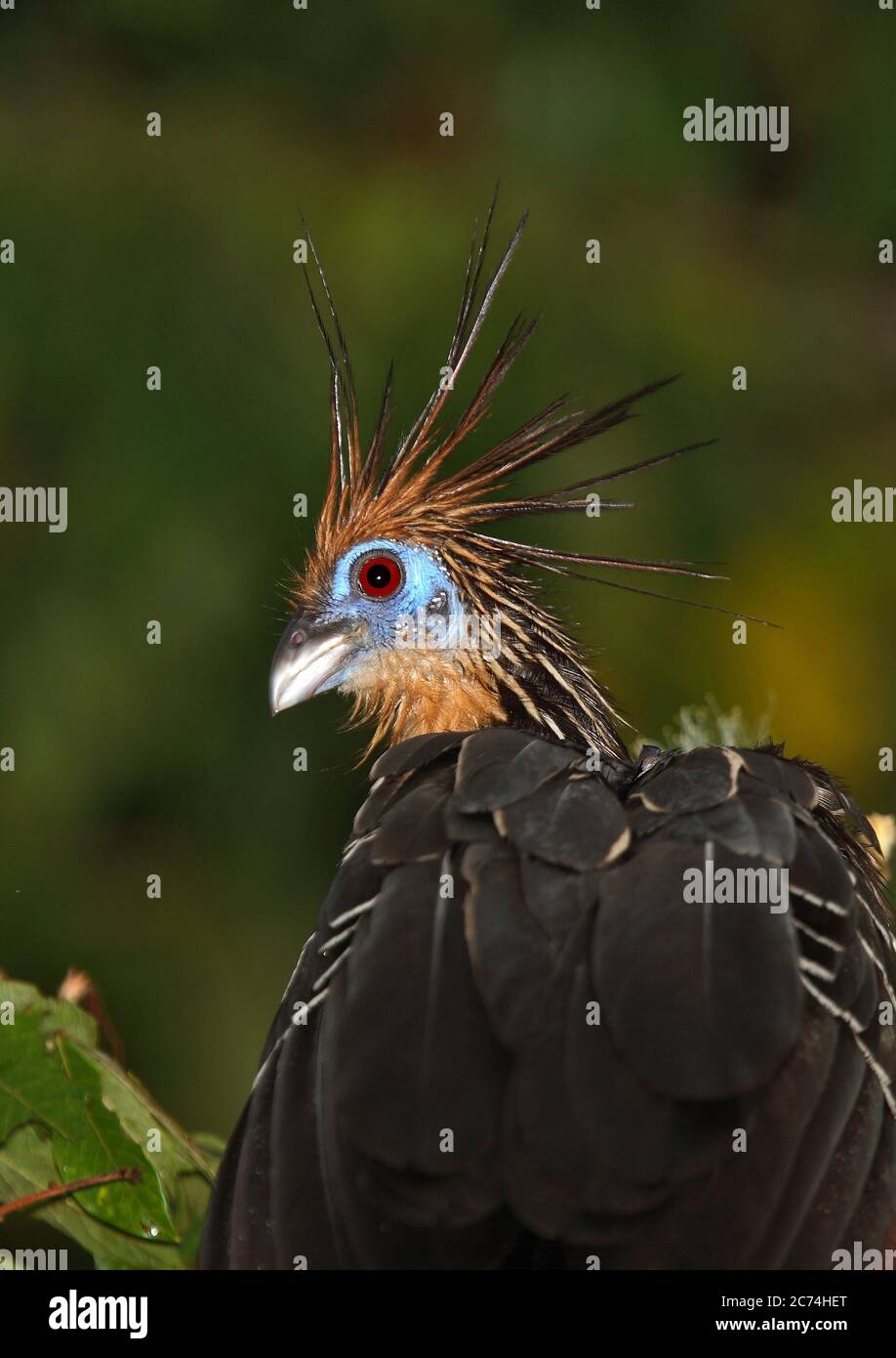 Skunk birds hi-res stock photography and images - Alamy