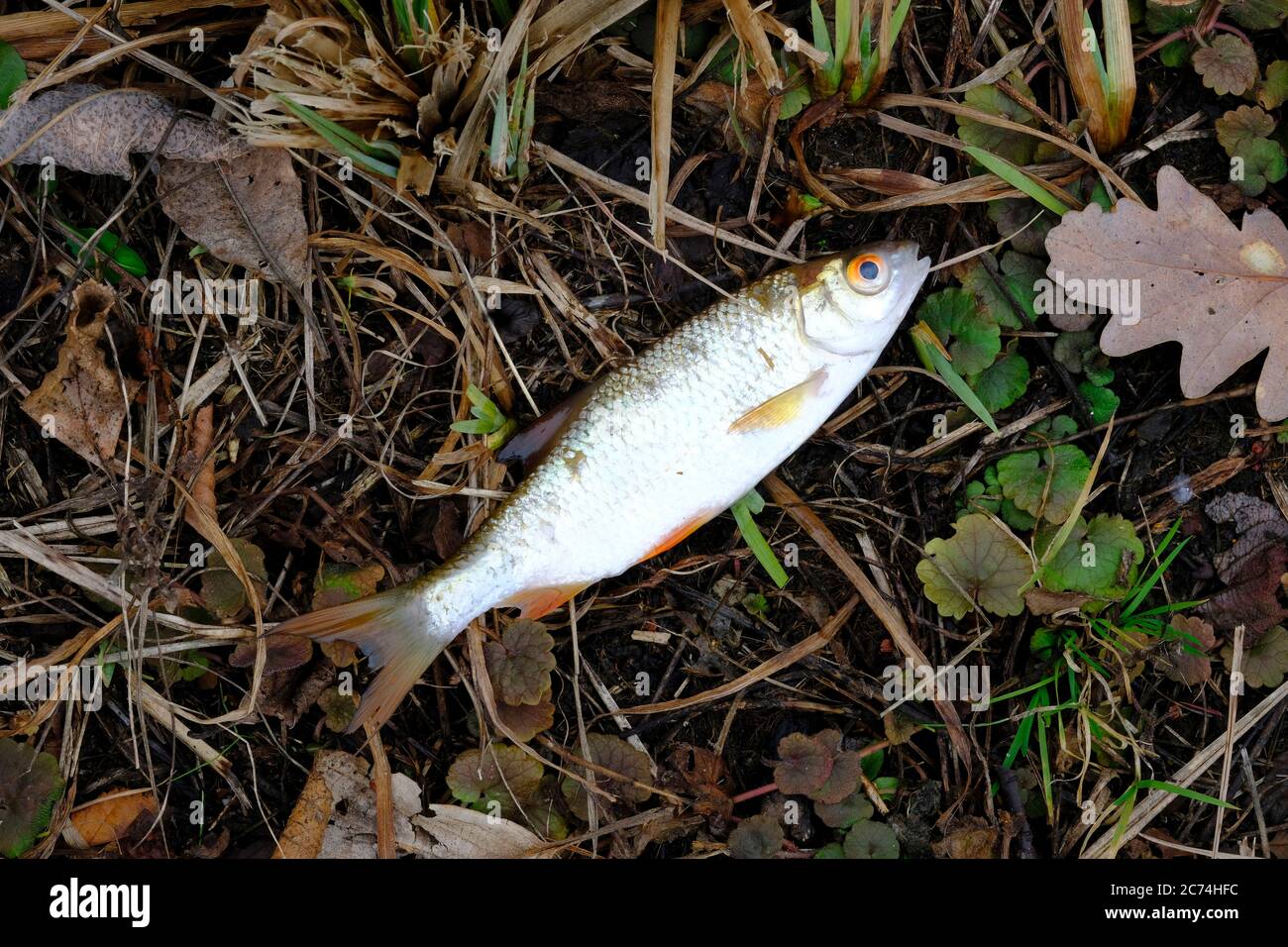 Fish corpse hi-res stock photography and images - Alamy