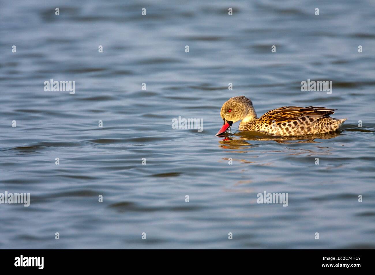 Animals in namibia hi-res stock photography and images - Alamy