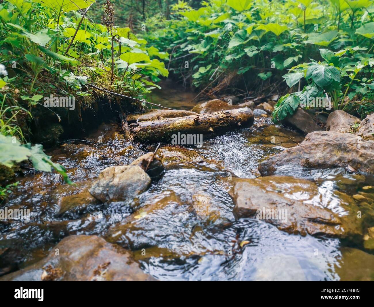 Wet log hi-res stock photography and images - Alamy