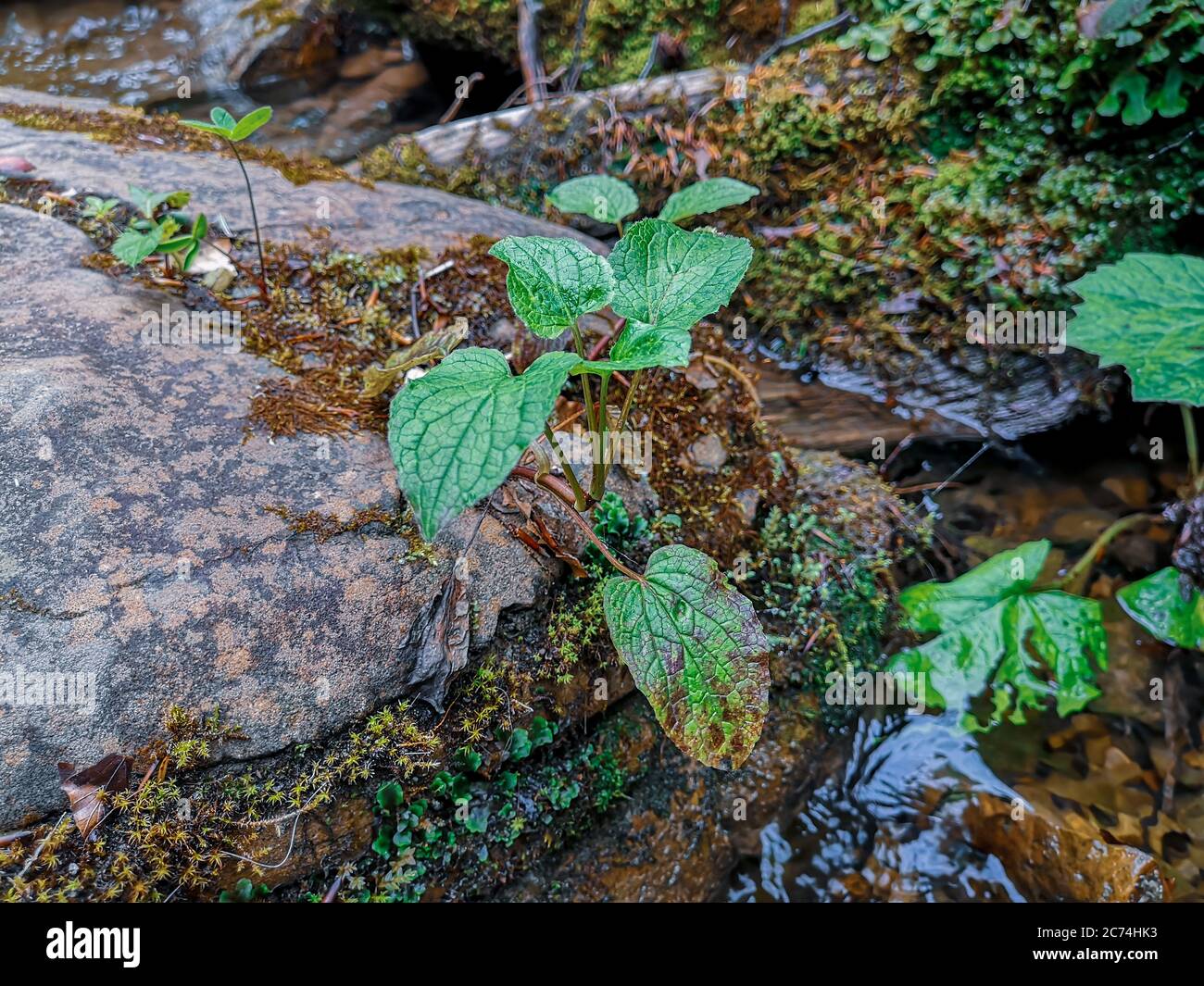Big wet hi-res stock photography and images - Alamy