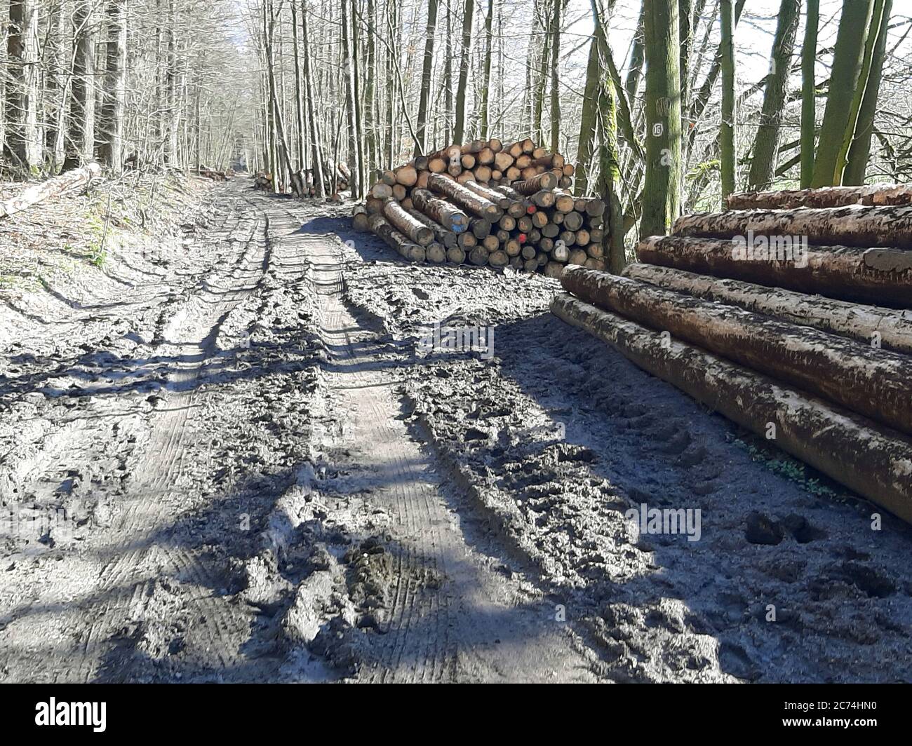 Spruce logs hi-res stock photography and images - Alamy