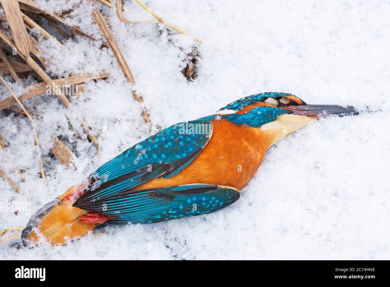 river kingfisher (Alcedo atthis), lying frozen to death on an ice sheet ...